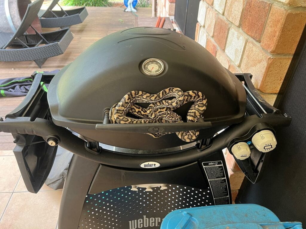 Homeowner discovers three-foot snake coiled up inside BBQ - Shocking Times