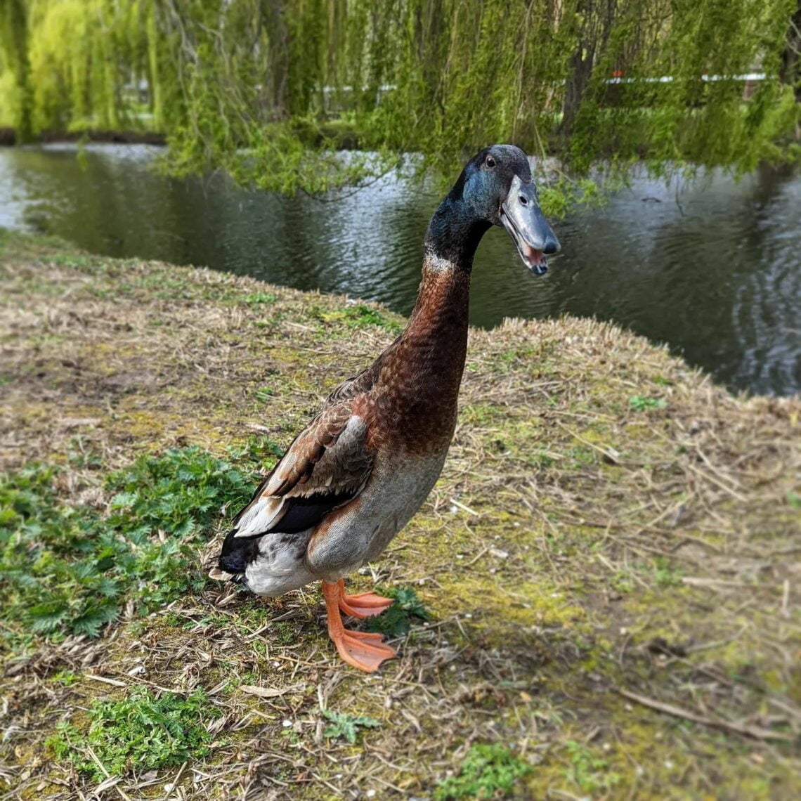 James Corden's talk show famous tall duck goes missing - Shocking Times